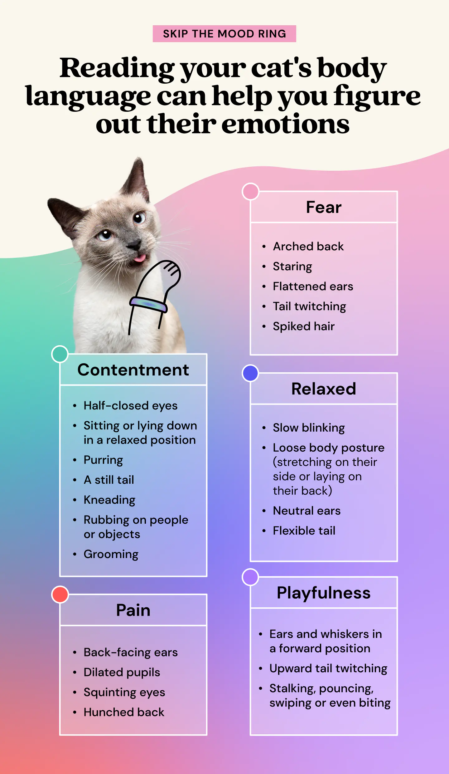 Understanding your cat’s body language